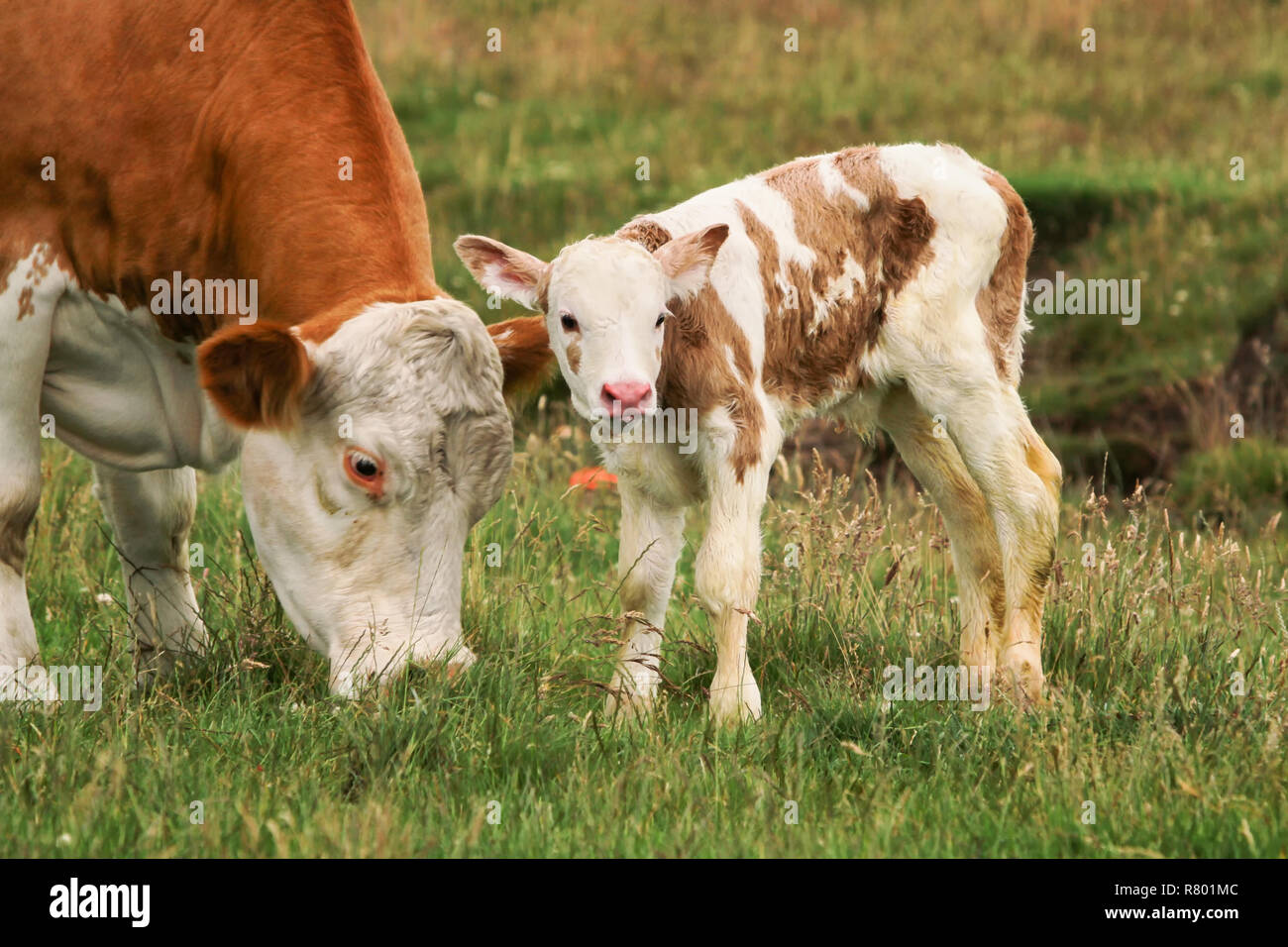 Mutterkuh mit kalb -Fotos und -Bildmaterial in hoher Auflösung – Alamy