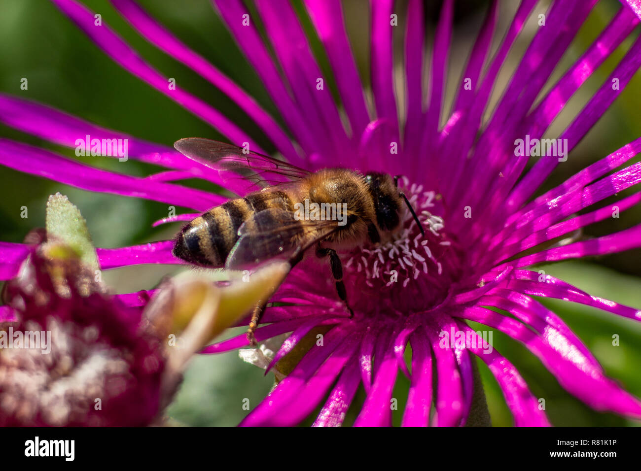 Makro Nahaufnahme einer Biene auf einer Blume rosa 12.00 Uhr ...