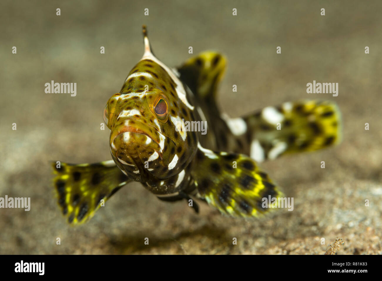 Epinephelus maculatus -Fotos und -Bildmaterial in hoher Auflösung – Alamy
