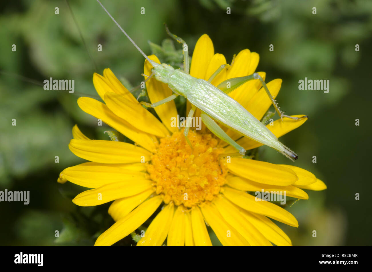 Gemeinsamer baum -Fotos und -Bildmaterial in hoher Auflösung – Alamy