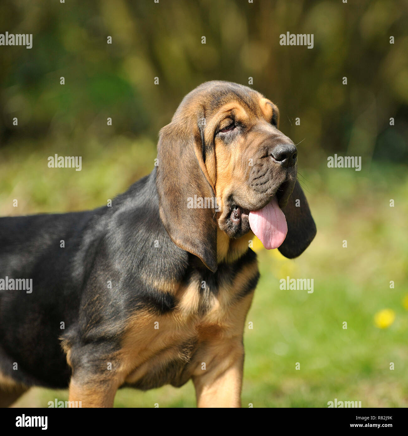 Young bloodhound st hubert hound -Fotos und -Bildmaterial in hoher ...