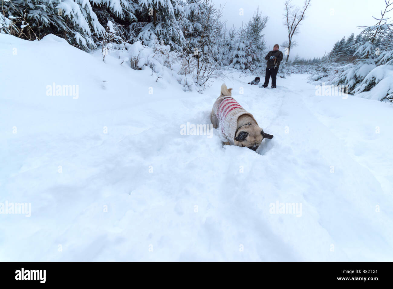 Mops im winter pullover -Fotos und -Bildmaterial in hoher Auflösung – Alamy