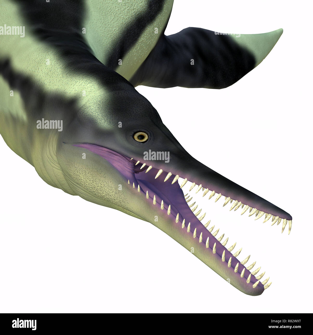 Polycotylid plesiosaur -Fotos und -Bildmaterial in hoher Auflösung – Alamy