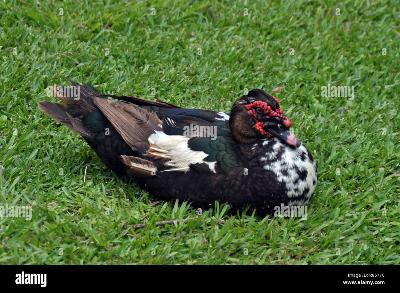 Aggressive duck -Fotos und -Bildmaterial in hoher Auflösung – Alamy