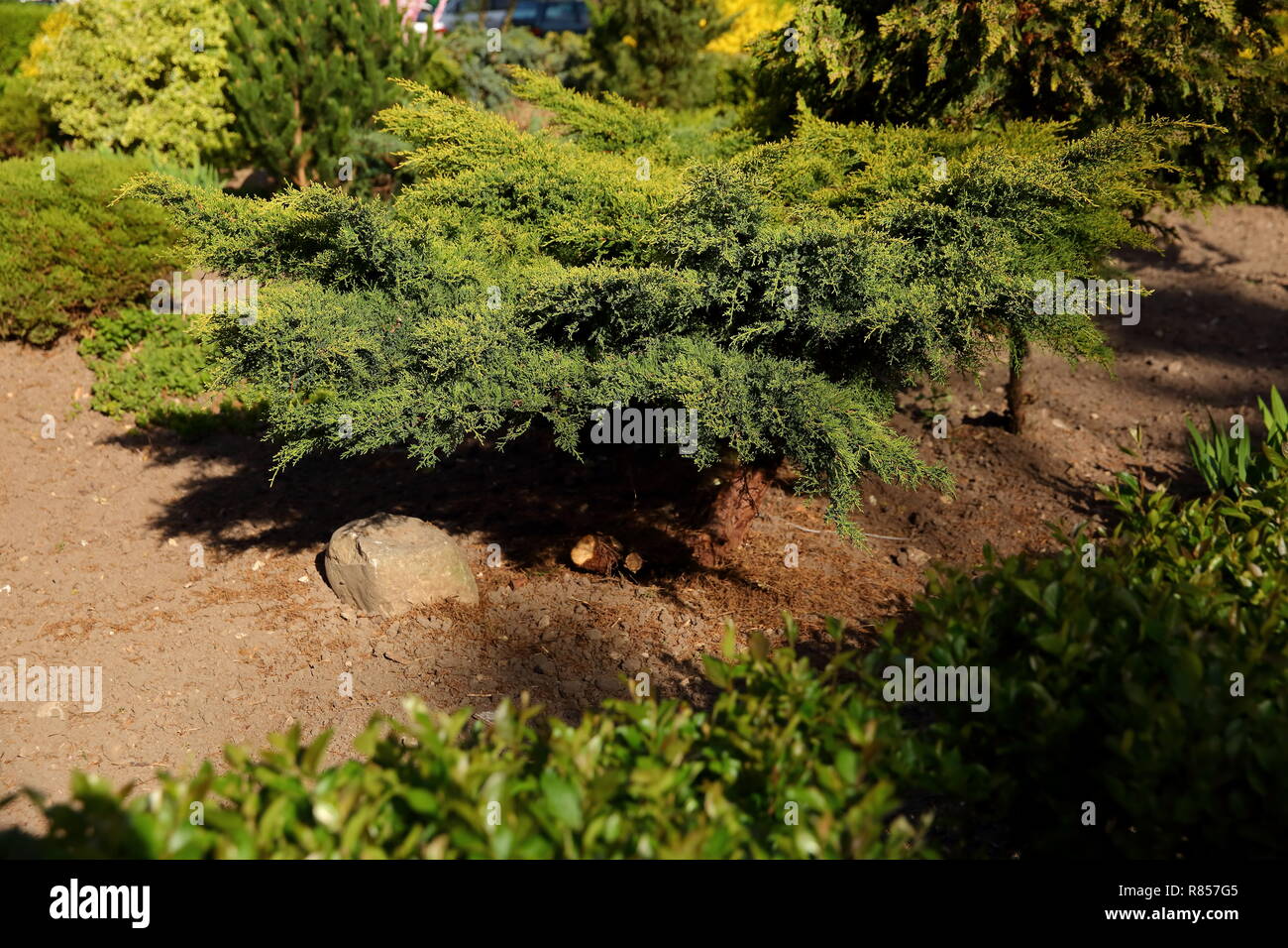 Wacholderstrauch Im Hintergrund Stockfotos und -bilder Kaufen - Alamy