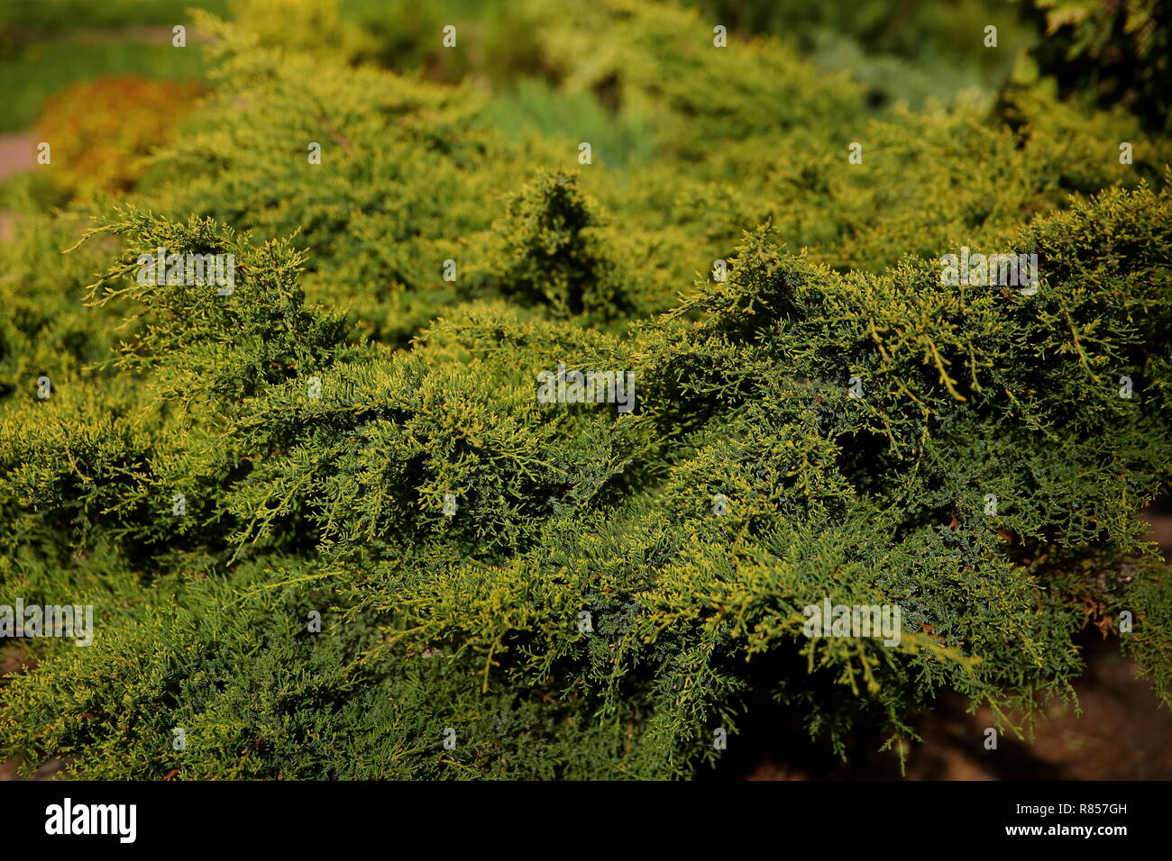 Wacholderstrauch Im Hintergrund Stockfotos und -bilder Kaufen - Alamy