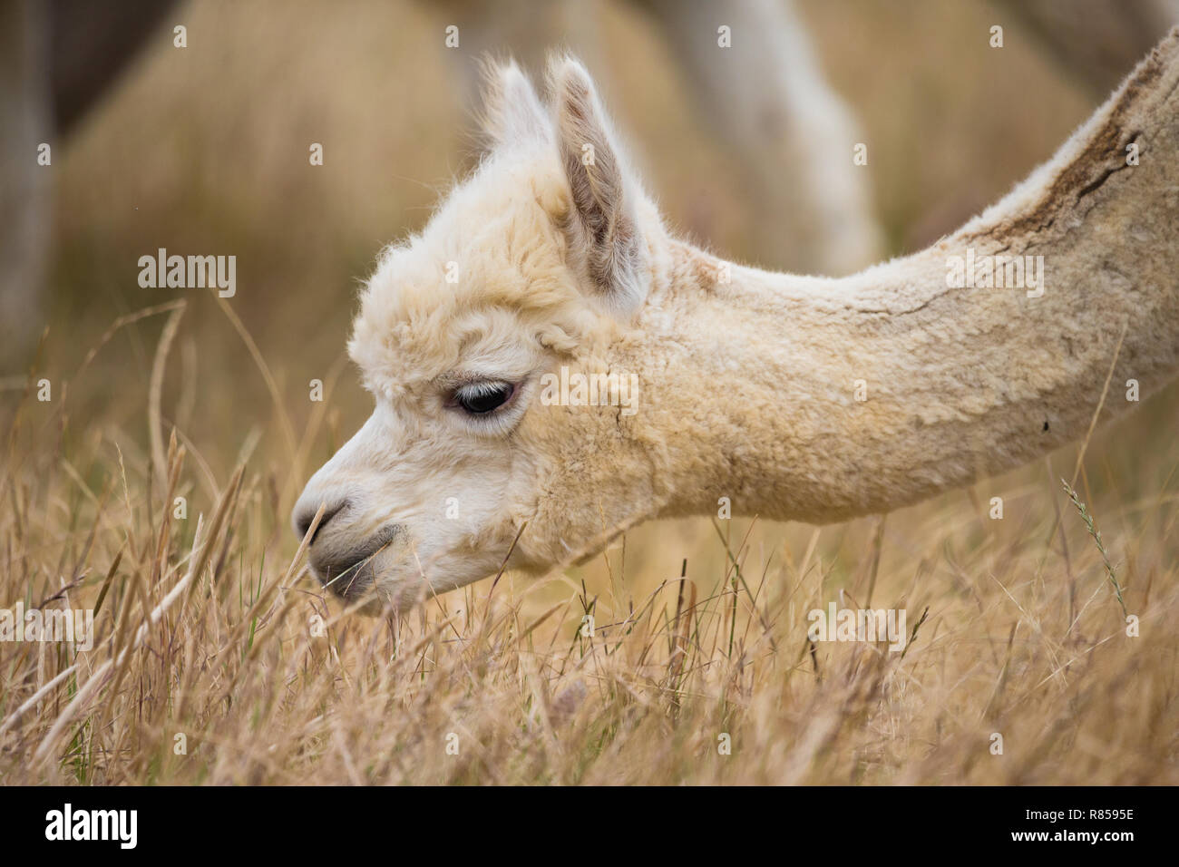 Alpaka im gras -Fotos und -Bildmaterial in hoher Auflösung – Alamy