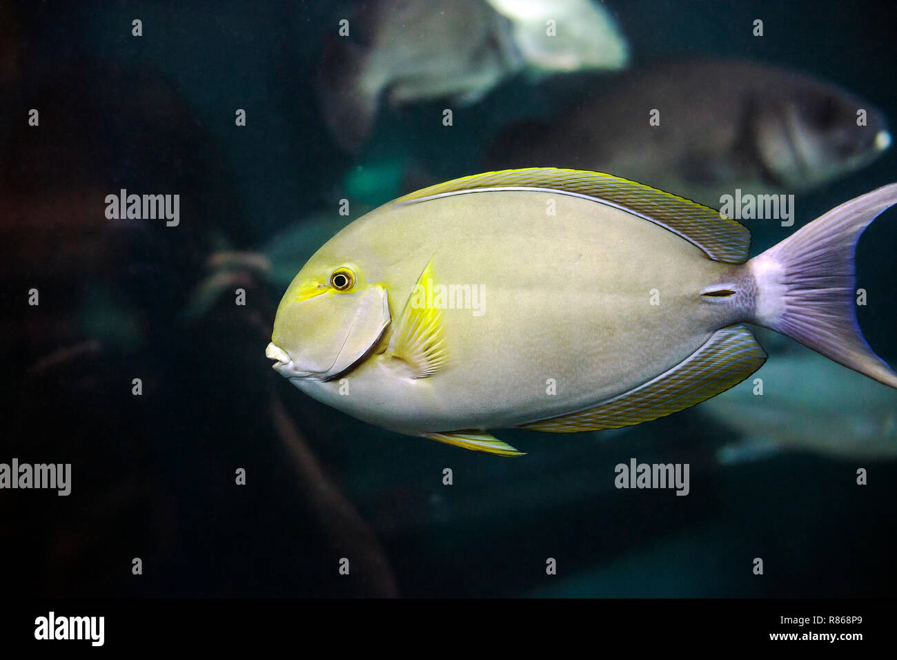 Gelbflossenthun Doktorfische oder Cuviers Doktorfische. Acanthurus ...