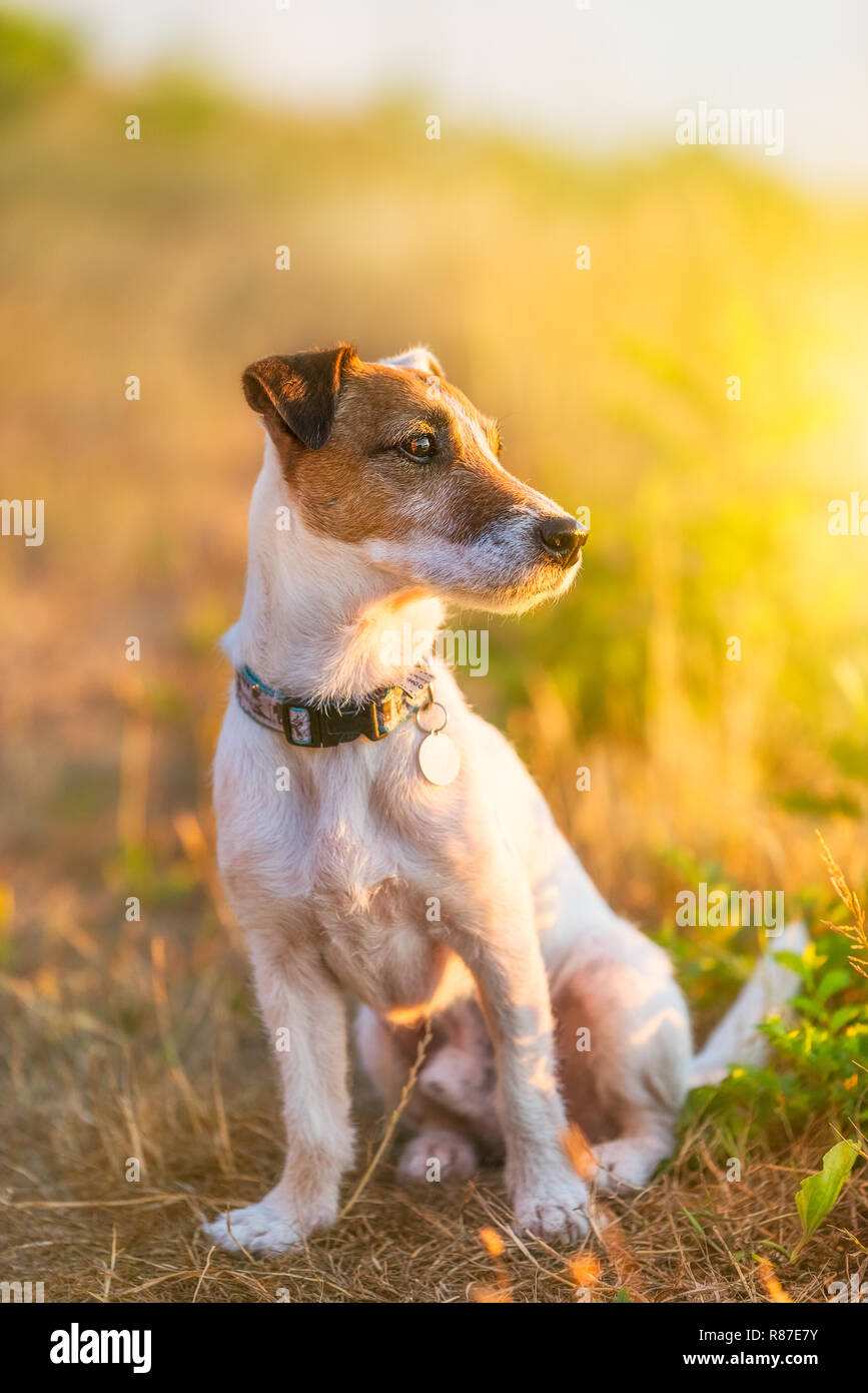Jack russel terrier puppy -Fotos und -Bildmaterial in hoher Auflösung ...