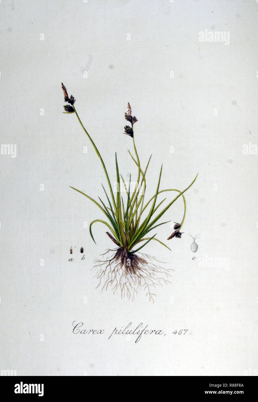 Carex pilulifera -Fotos und -Bildmaterial in hoher Auflösung – Alamy