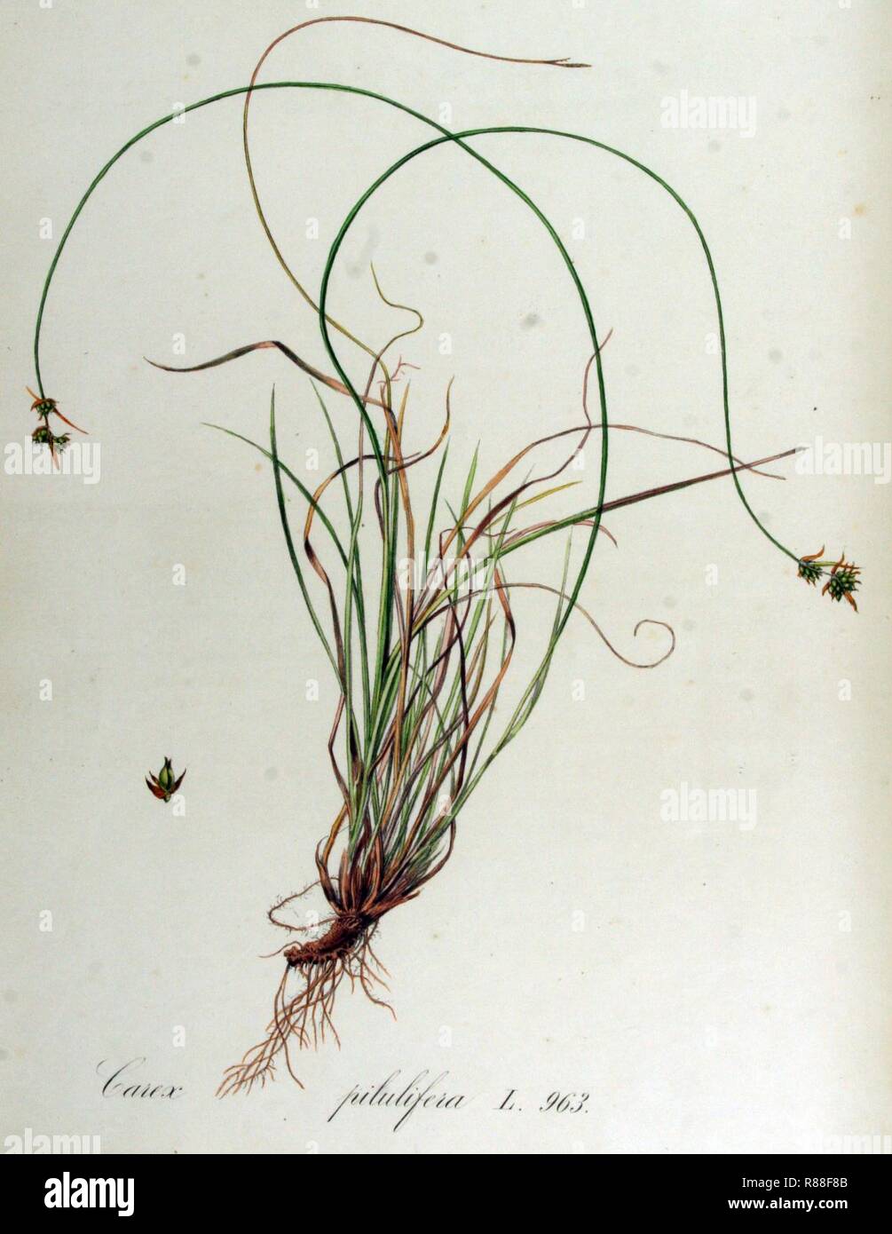 Carex pilulifera - Flora Batava - Band v 13 Stockfotografie - Alamy