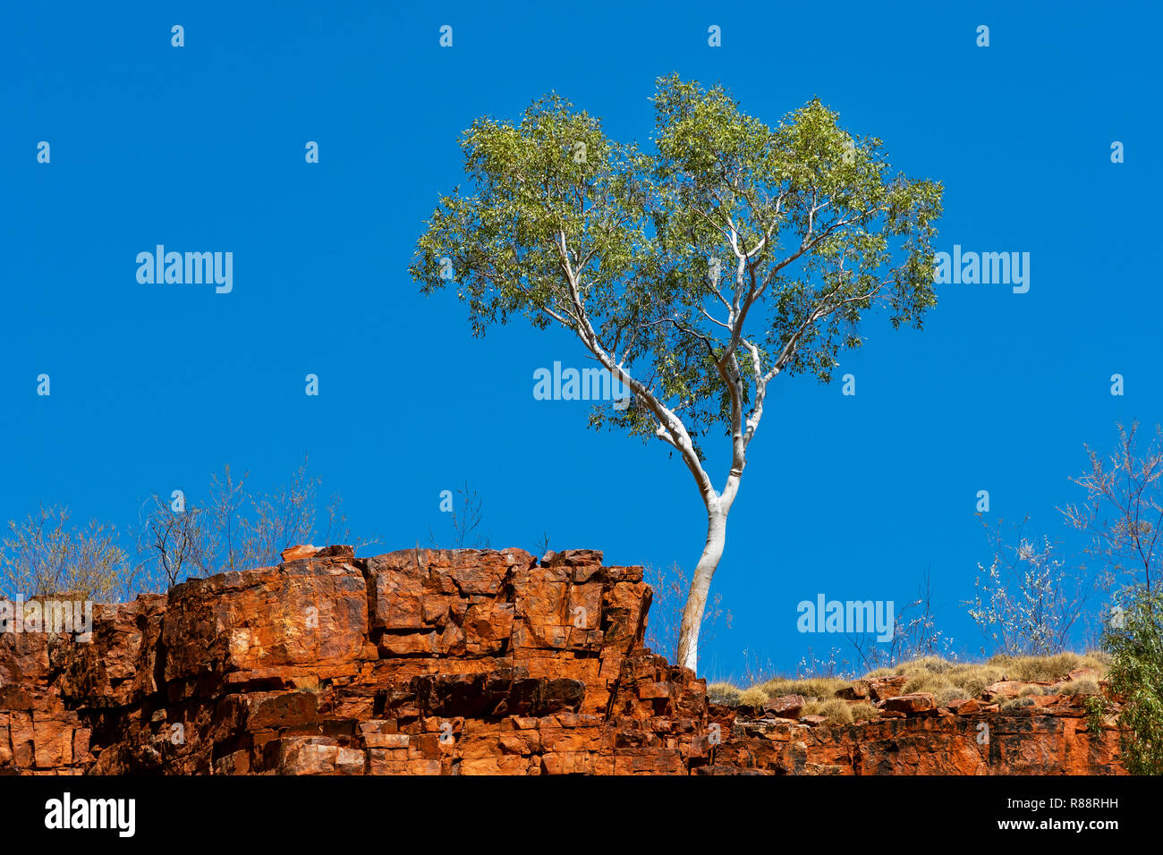 Ghost gum tree -Fotos und -Bildmaterial in hoher Auflösung – Alamy