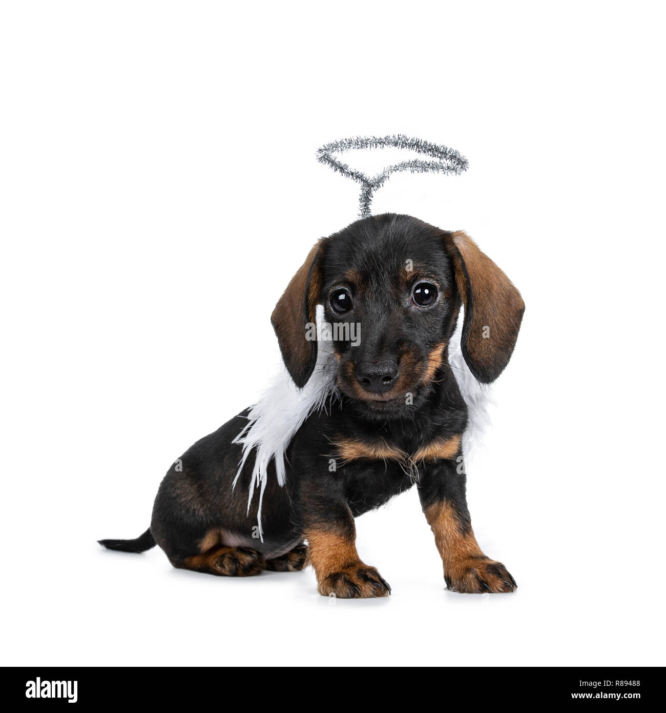 Dog angel wings -Fotos und -Bildmaterial in hoher Auflösung – Alamy