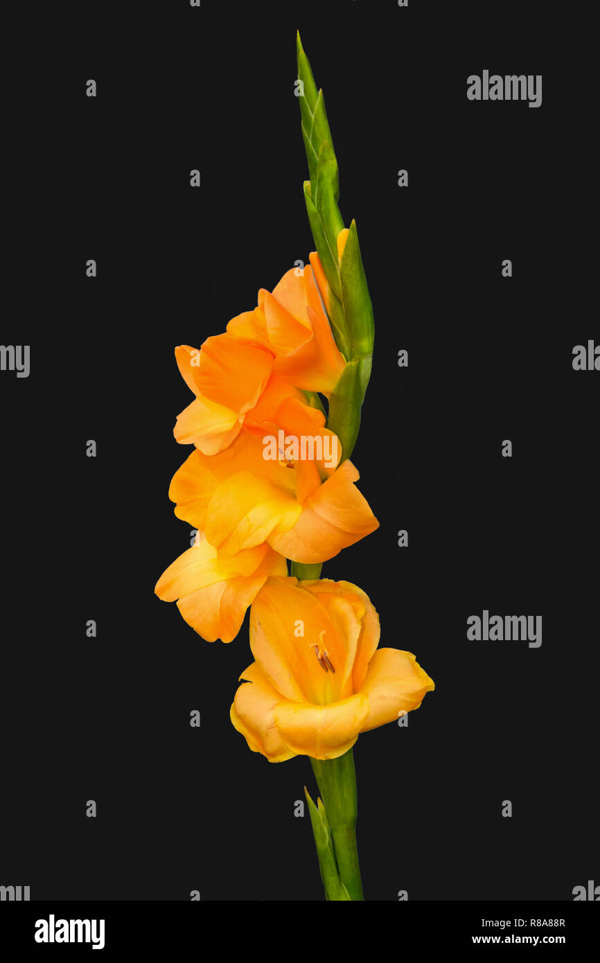 Makro von gladiolen -Fotos und -Bildmaterial in hoher Auflösung – Alamy