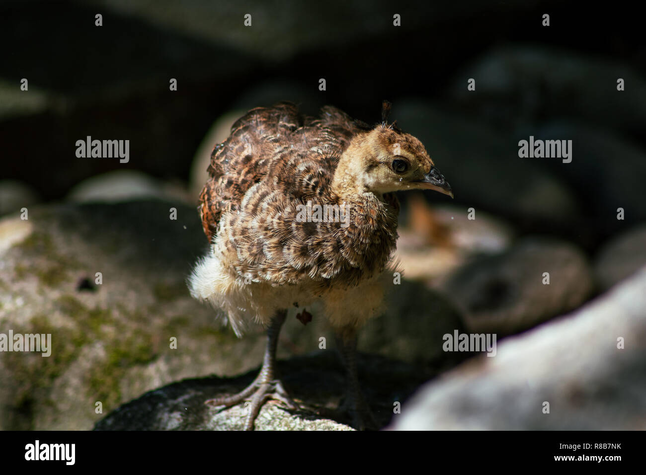 Baby peacock -Fotos und -Bildmaterial in hoher Auflösung - Seite 2 - Alamy