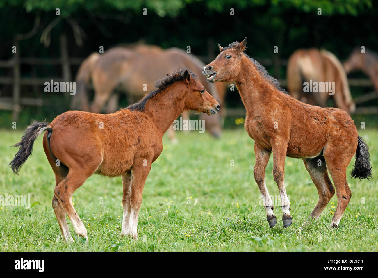 Pferd fohlen -Fotos und -Bildmaterial in hoher Auflösung – Alamy