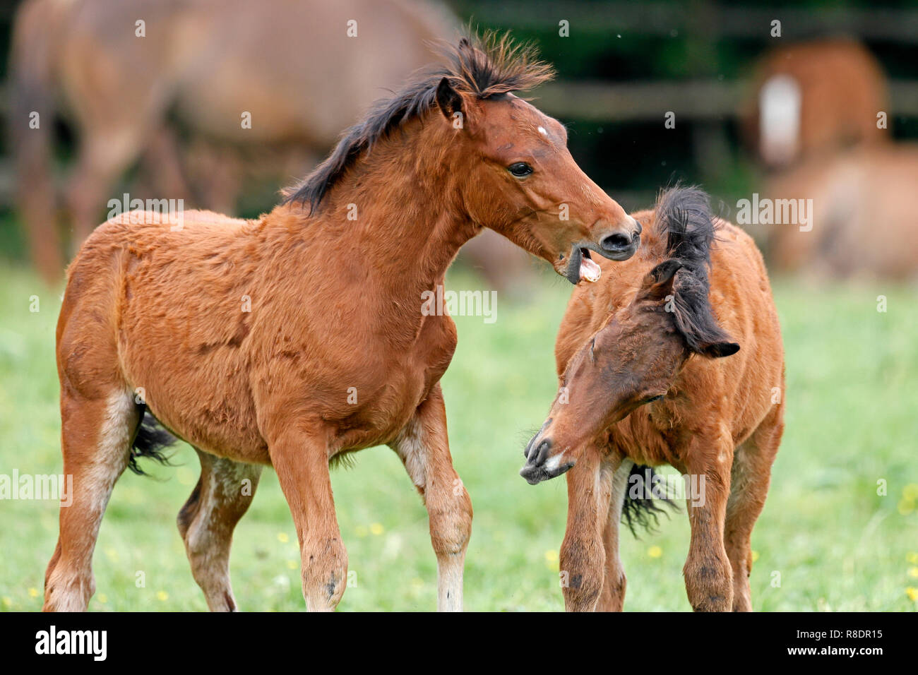 Pferd Haflinger (Inland) Fohlen auf einer Wiese am Corral, Deutschland ...