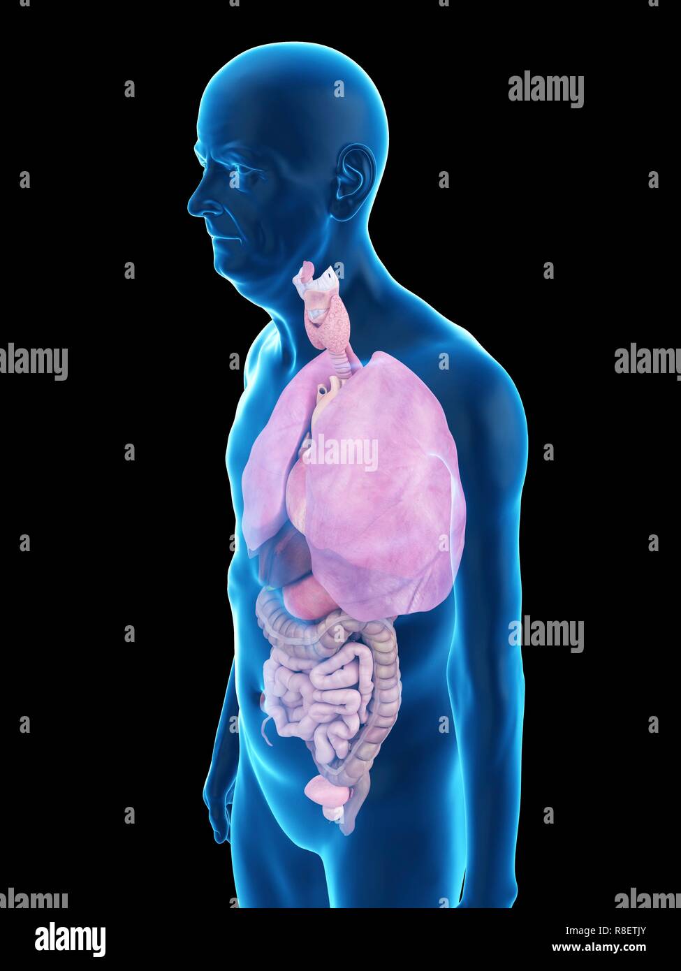 Organe blase mann -Fotos und -Bildmaterial in hoher Auflösung – Alamy