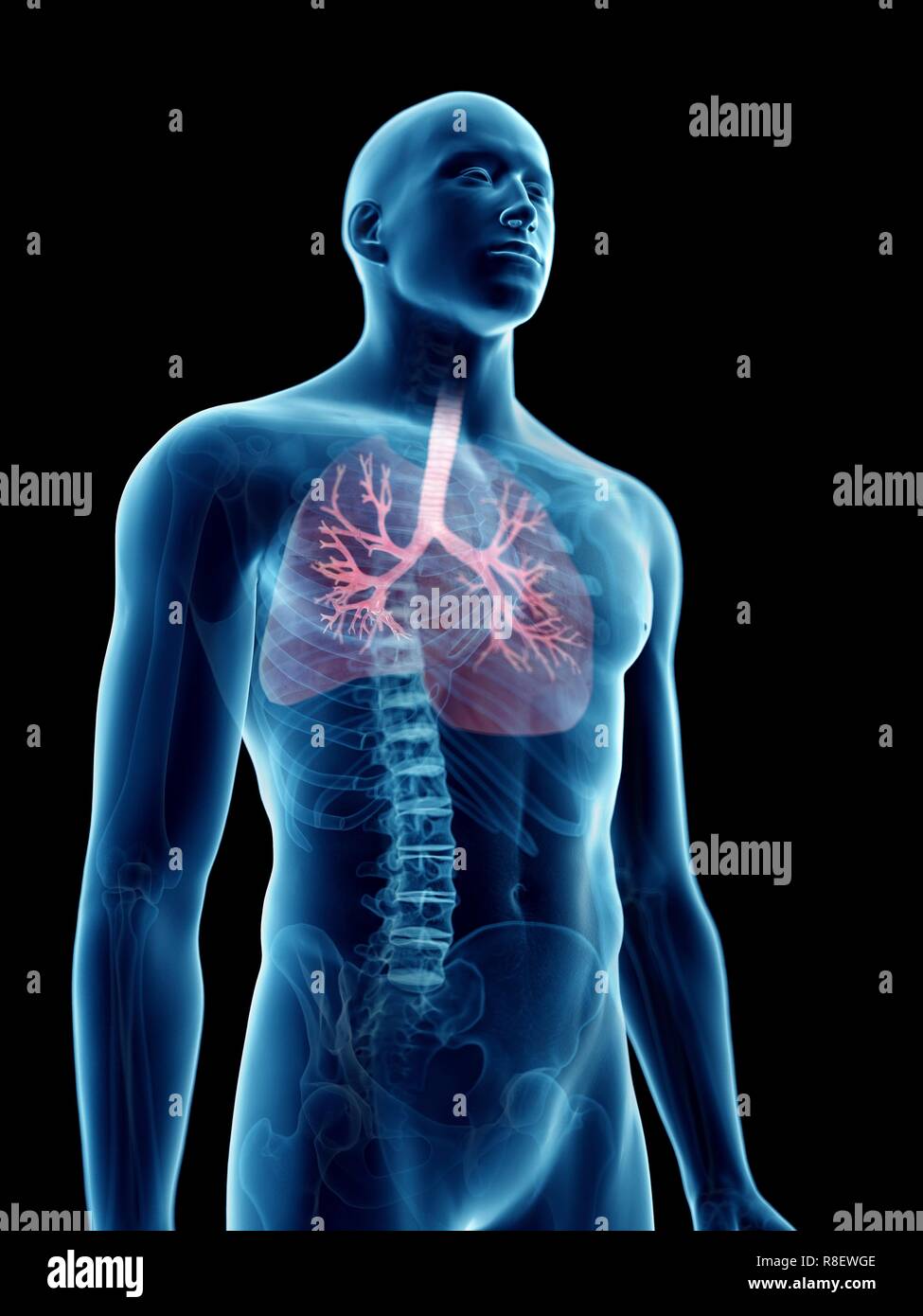 Bronchien der atemwege -Fotos und -Bildmaterial in hoher Auflösung – Alamy