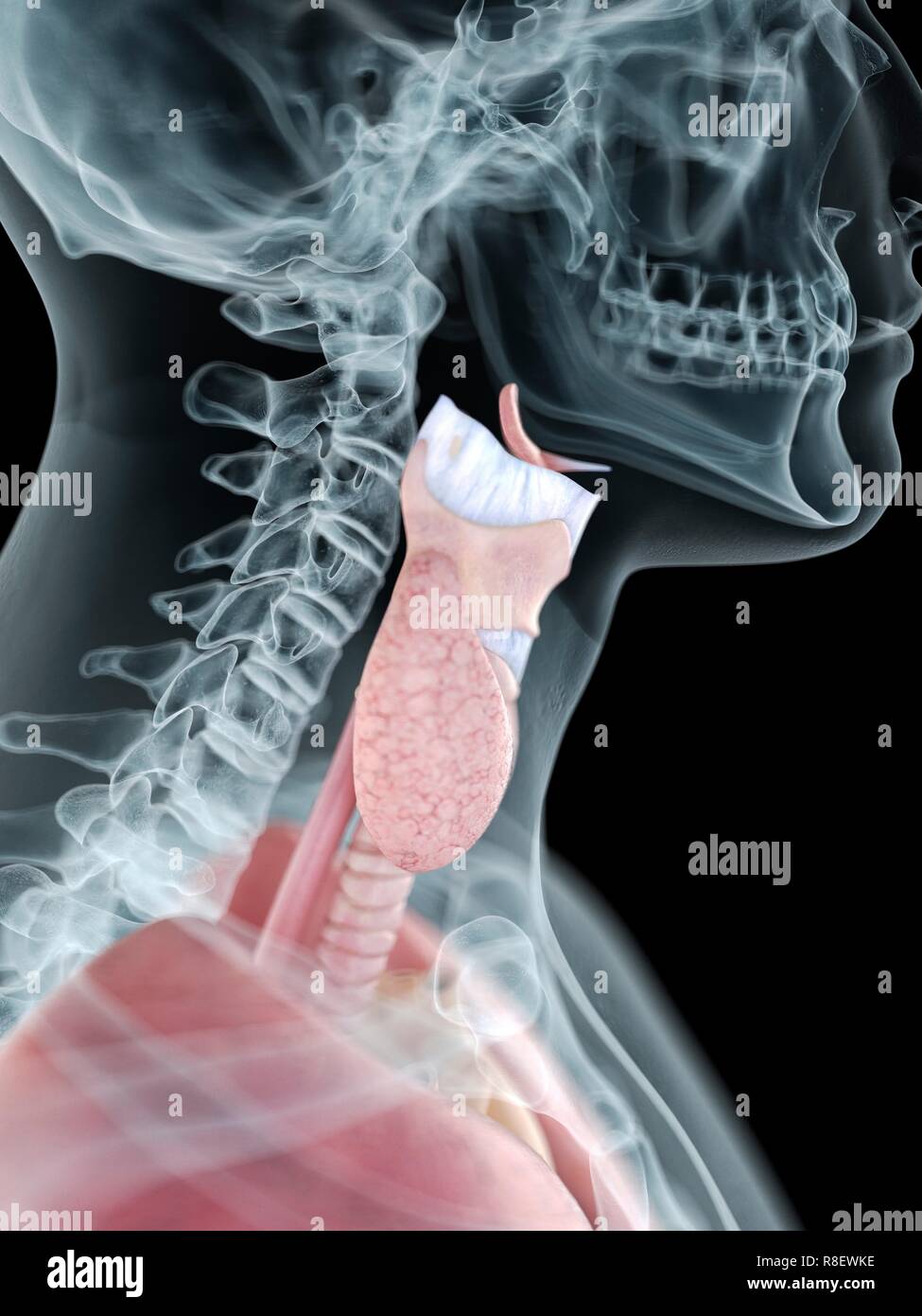 Abbildung: Hals Anatomie des Menschen Stockfotografie - Alamy