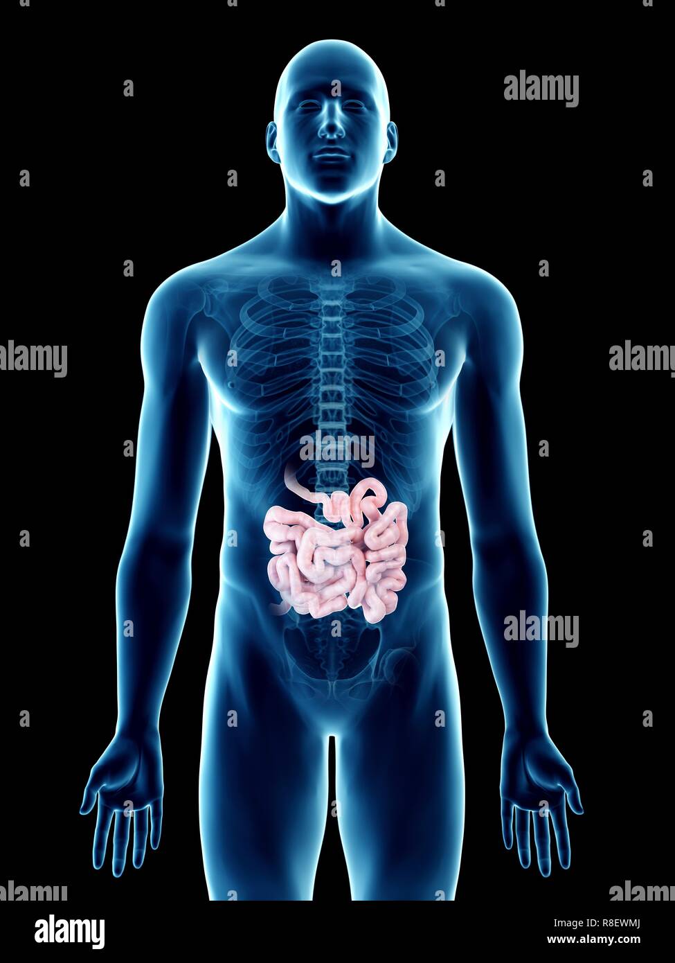 Diagramm Darm Stockfotos und -bilder Kaufen - Alamy