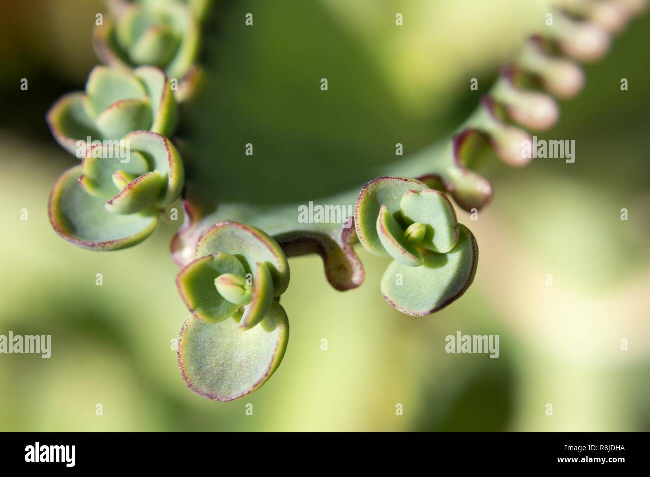 Kalanchoe madagascar -Fotos und -Bildmaterial in hoher Auflösung – Alamy