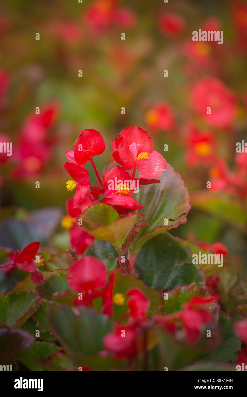 Rote Blumen Hintergrund mit rot schimmernder Wachs Begonia ...