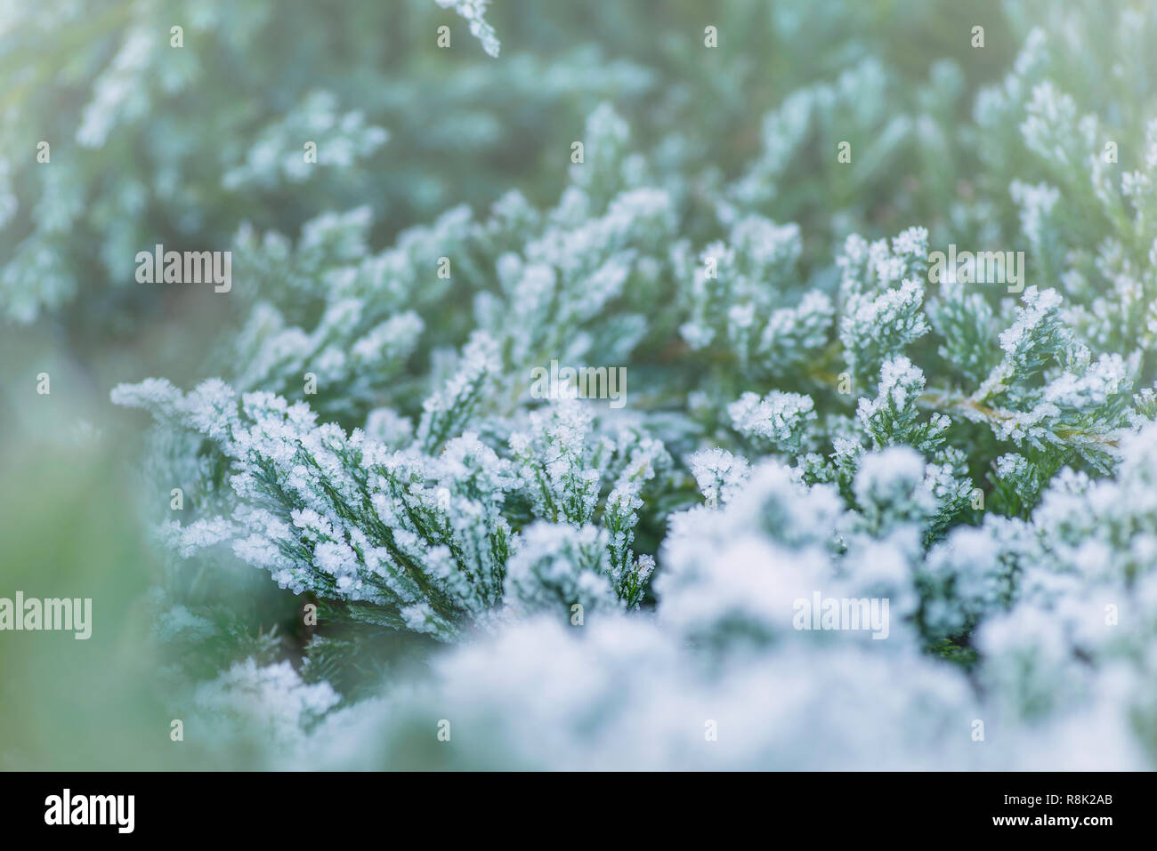 Winter background -Fotos und -Bildmaterial in hoher Auflösung – Alamy