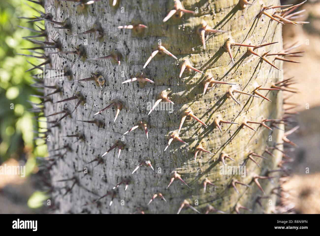 Stacheln in der natur -Fotos und -Bildmaterial in hoher Auflösung – Alamy