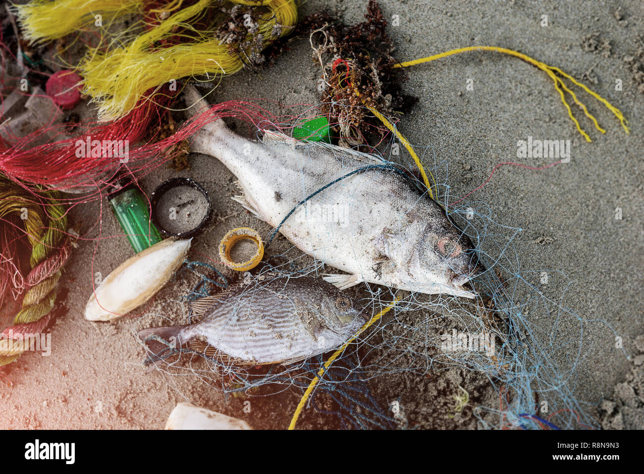 Tod Fisch am Strand mit schmutzigen plastik Müll Foto mit einem ...