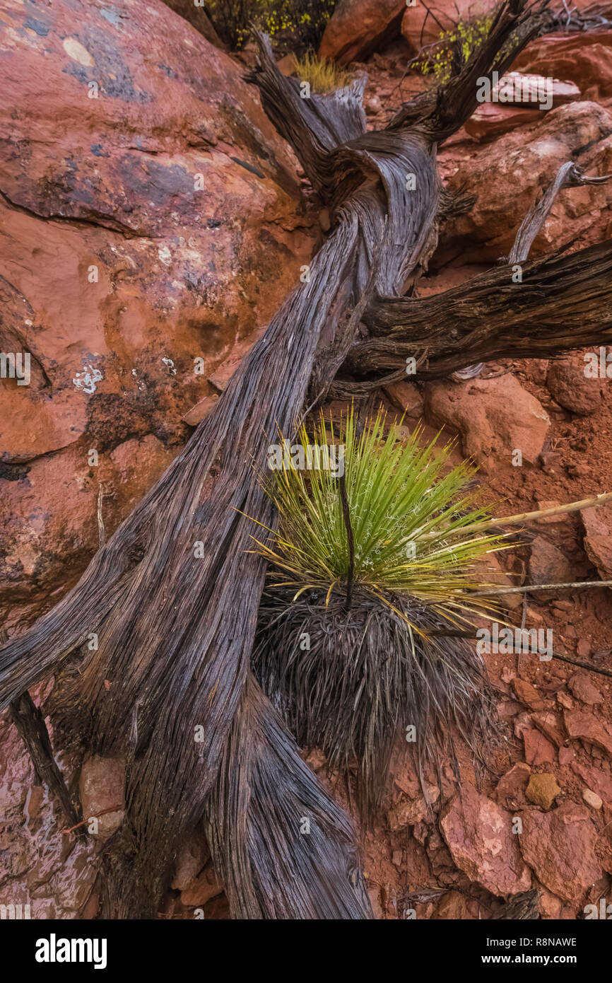 Yucca angustissima -Fotos und -Bildmaterial in hoher Auflösung – Alamy