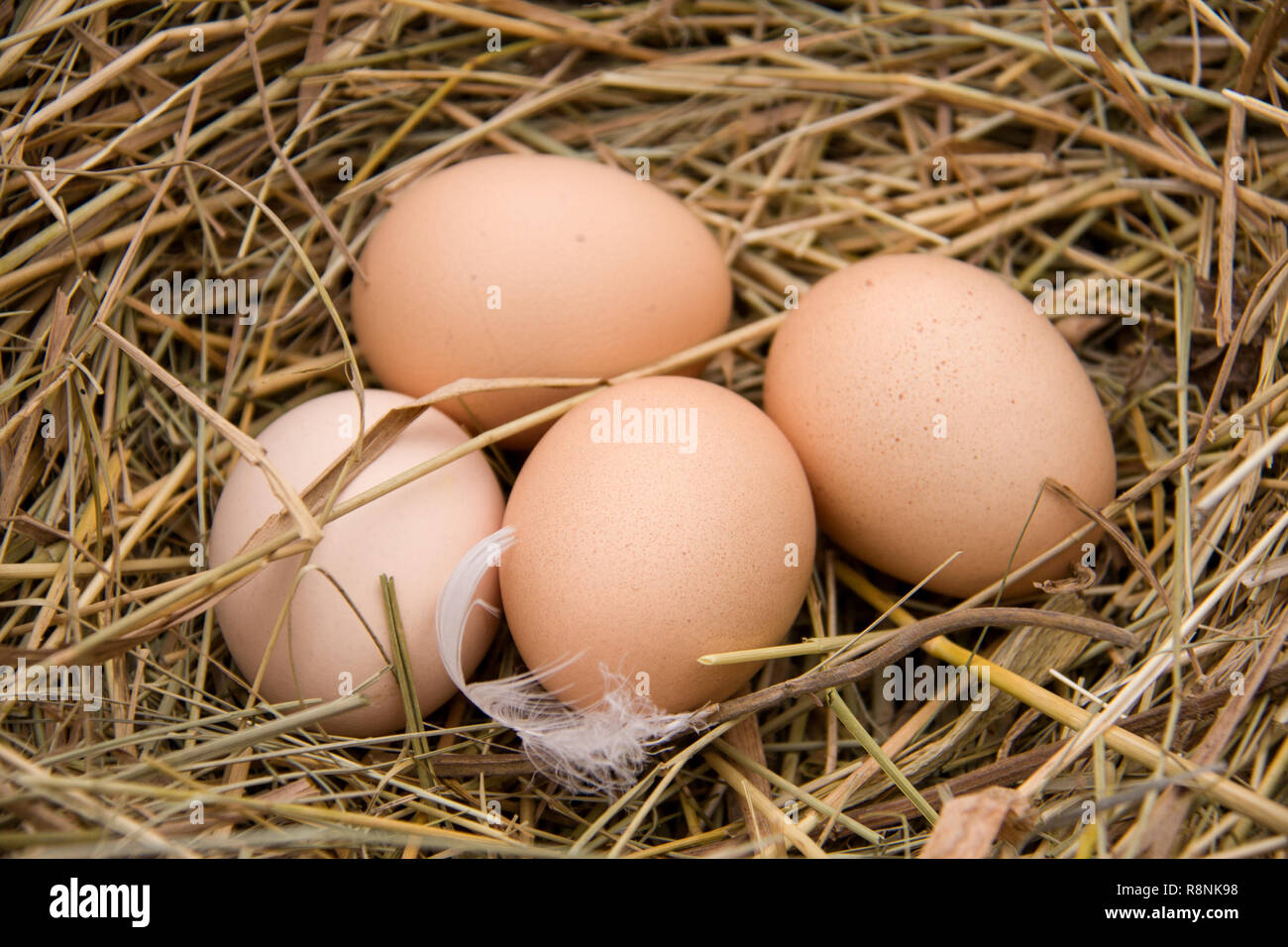 Huhn Embryo Stockfotos und -bilder Kaufen - Alamy