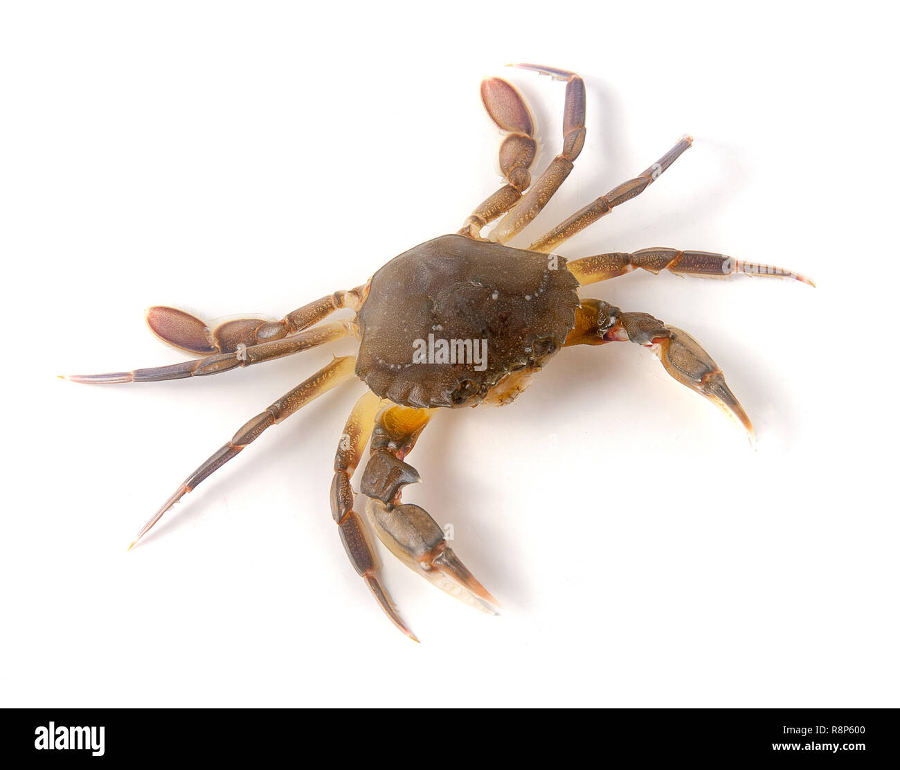 Claw clamp Ausgeschnittene Stockfotos und -bilder - Alamy