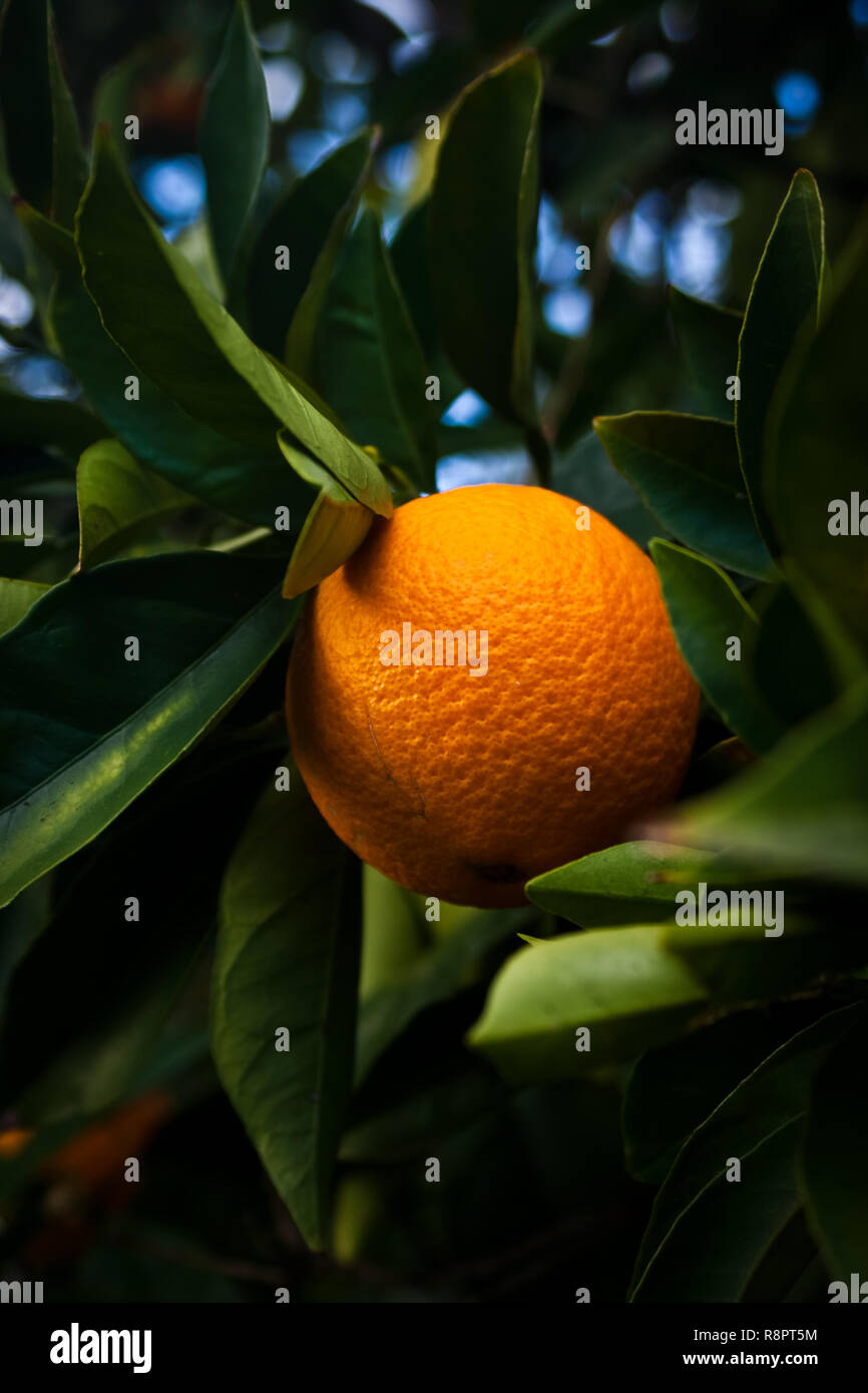 Obst frucht -Fotos und -Bildmaterial in hoher Auflösung – Alamy