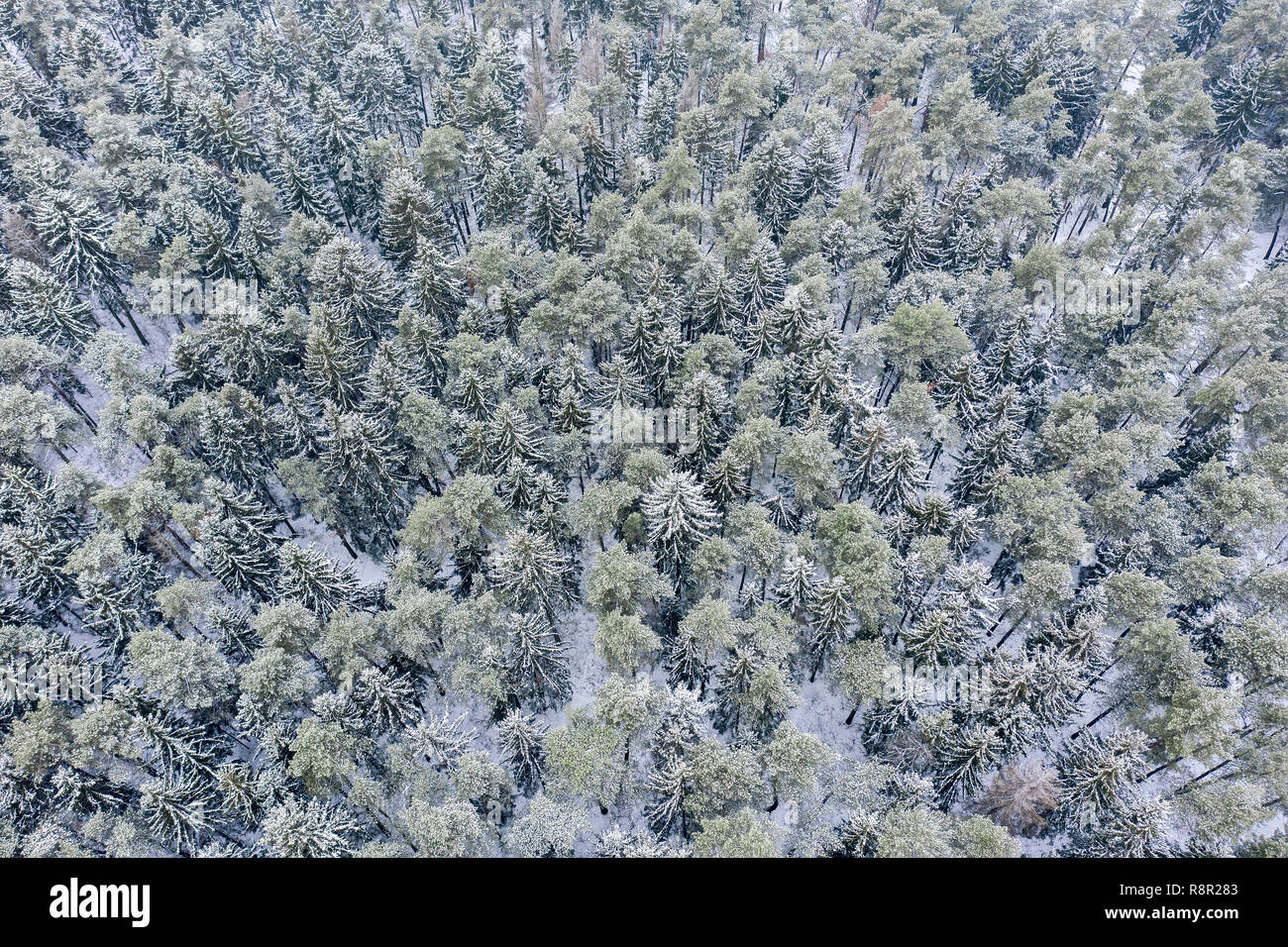 Winter verschneiter wald -Fotos und -Bildmaterial in hoher Auflösung ...