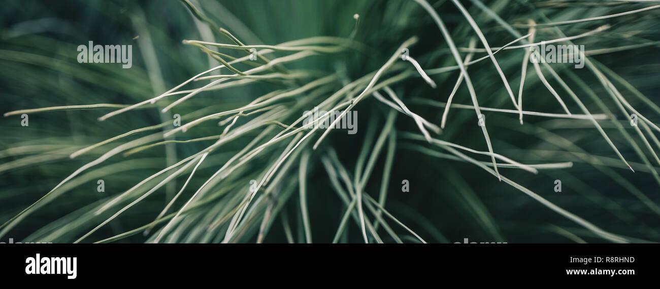 Grasbaum grasbaum blackboy -Fotos und -Bildmaterial in hoher Auflösung ...