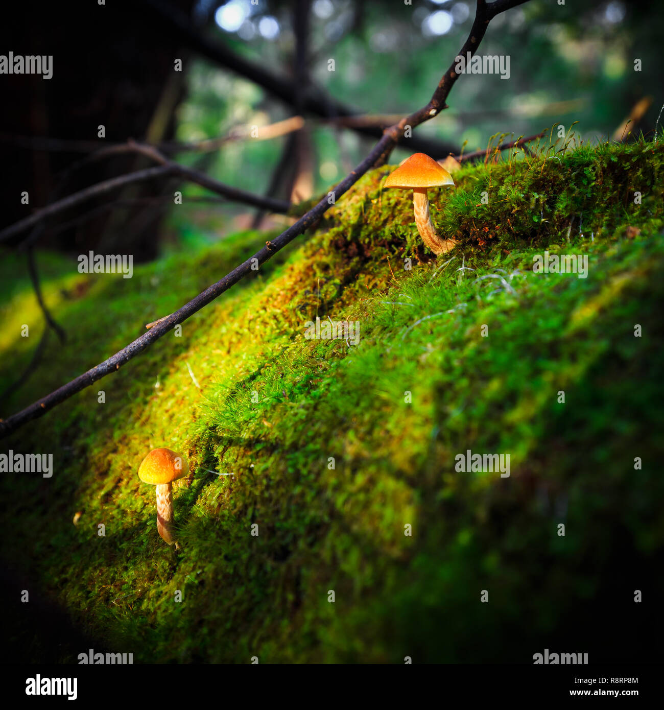 Pilz Pilz Pilz Stockfotos und -bilder Kaufen - Alamy