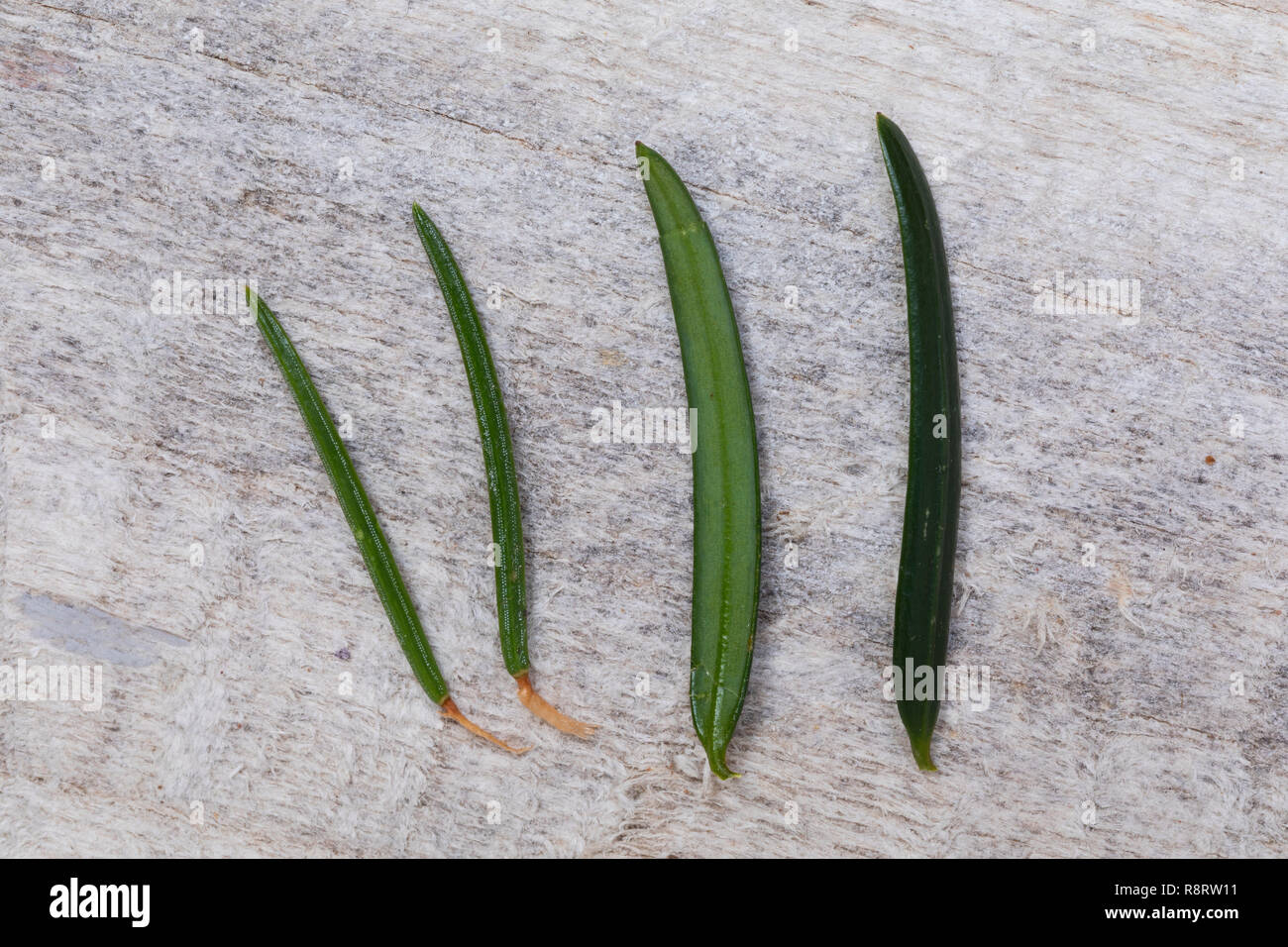 Vergleich von Fichte (links) mit Eibe (rechts), Fichtenzweig mit ...