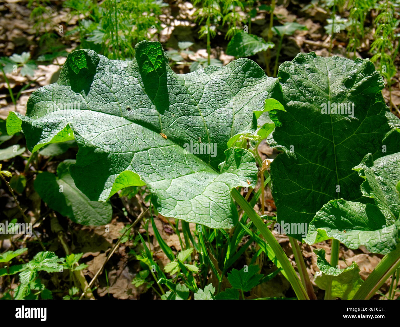 Nahaufnahme klettenblatt -Fotos und -Bildmaterial in hoher Auflösung ...