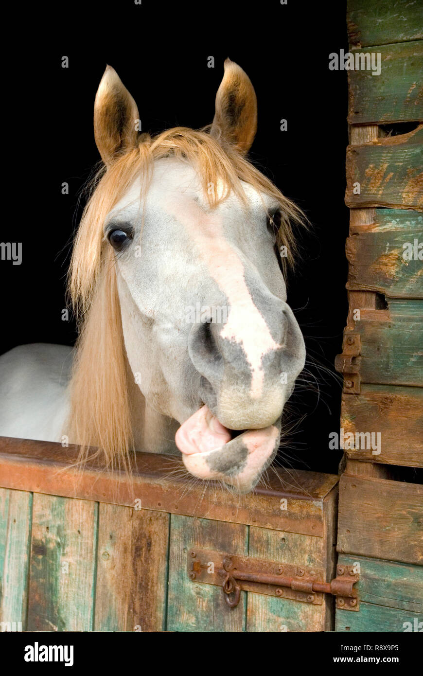 Lustiges pferd -Fotos und -Bildmaterial in hoher Auflösung – Alamy