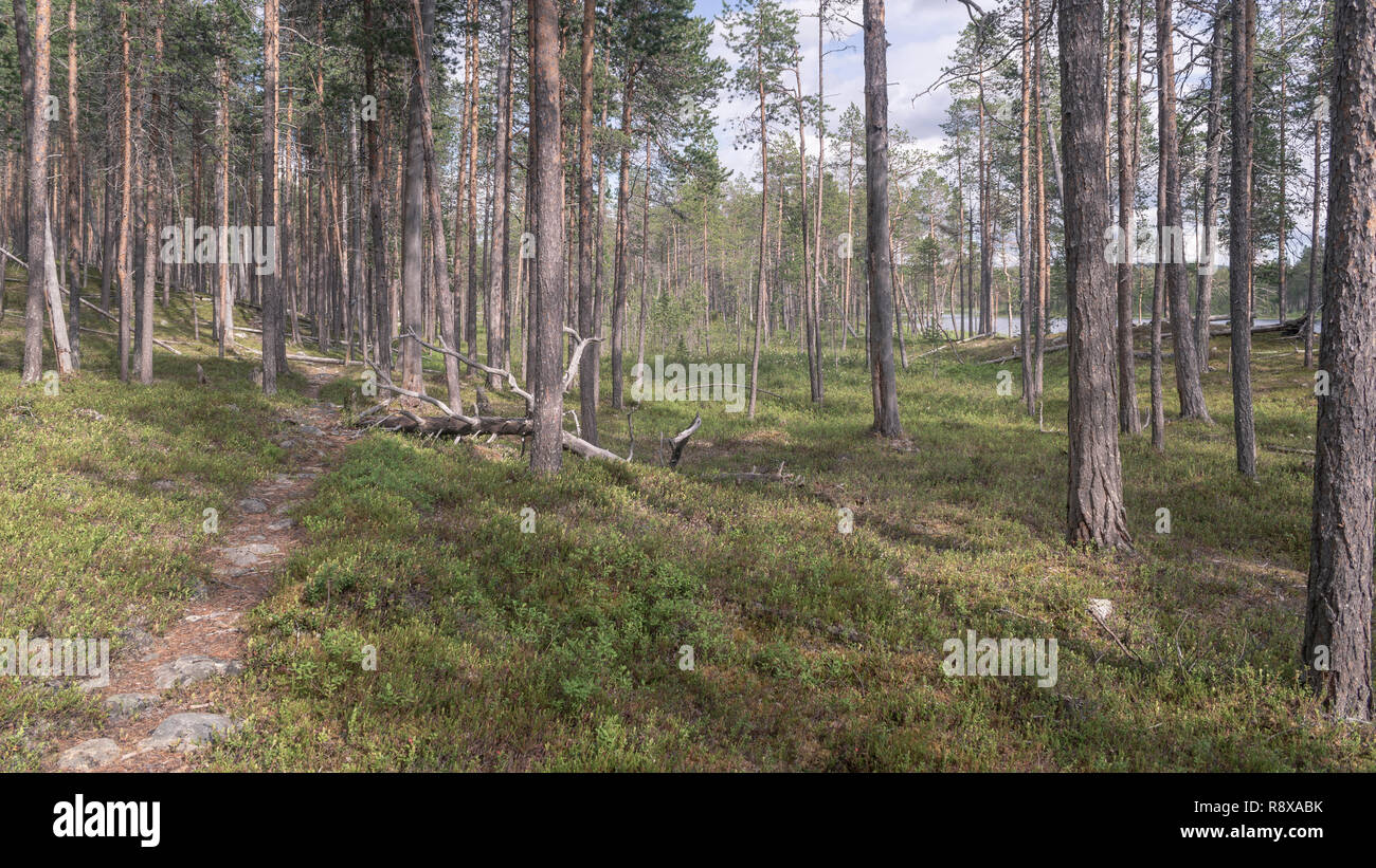 Finland lapland summer -Fotos und -Bildmaterial in hoher Auflösung – Alamy