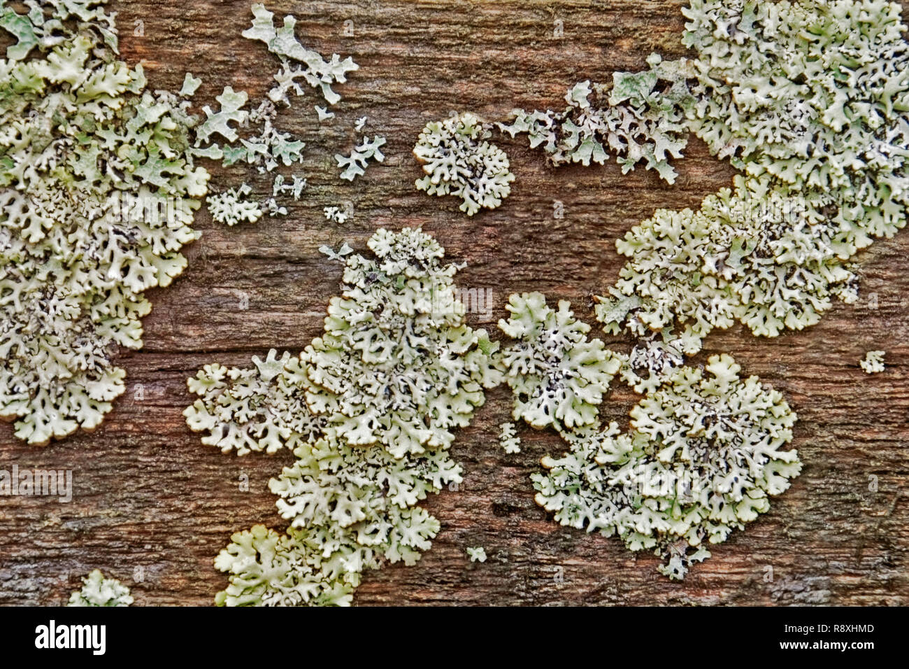 Hintergrund der flechte auf baum -Fotos und -Bildmaterial in hoher ...