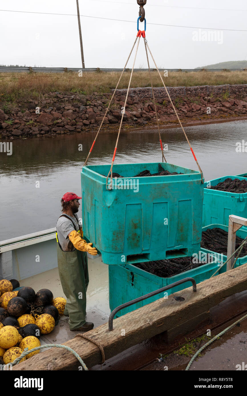 Der Muschelzucht, Prince Edward Island, Kanada, von James D. Coppinger ...