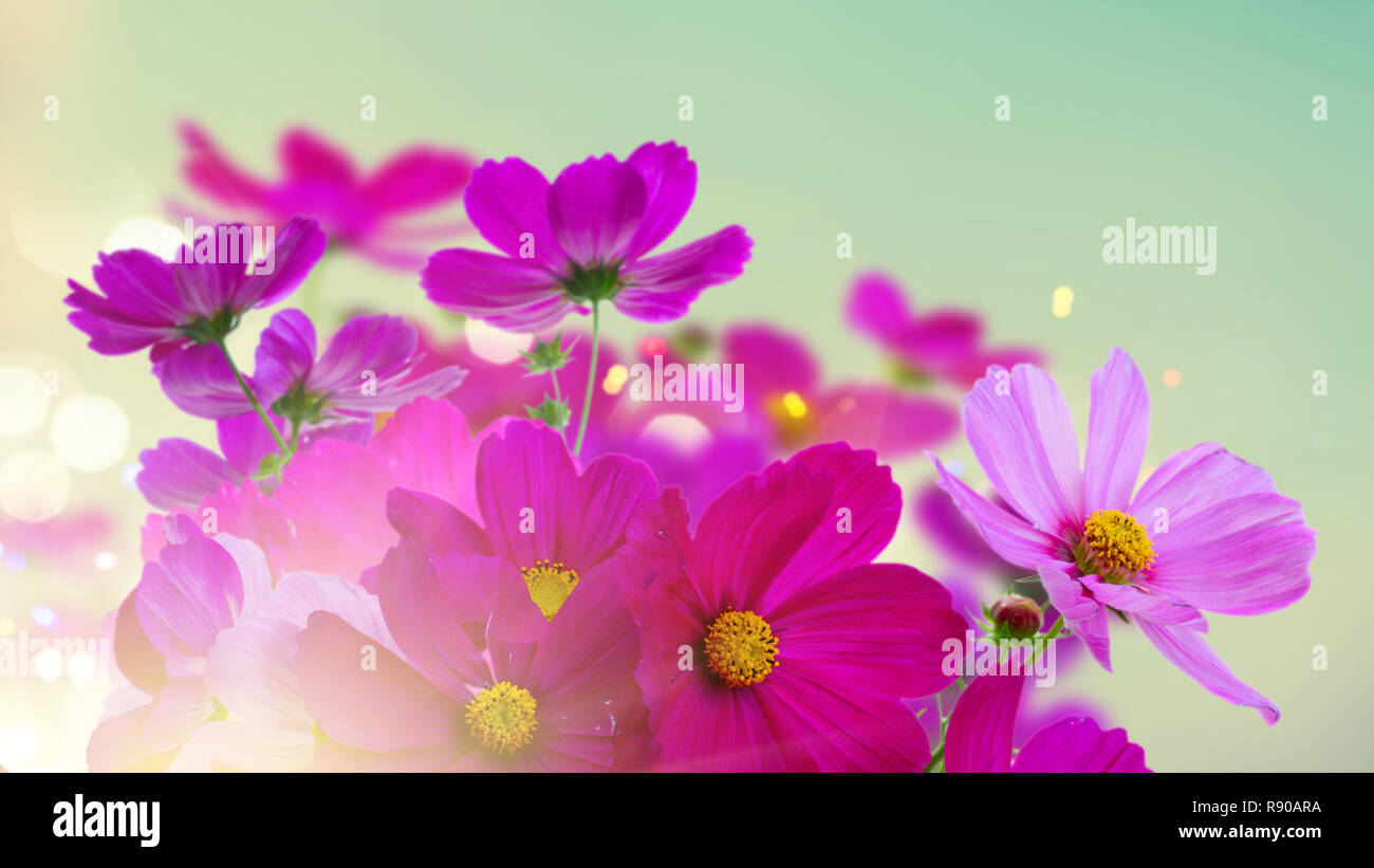 Fuchsia kosmos -Fotos und -Bildmaterial in hoher Auflösung – Alamy