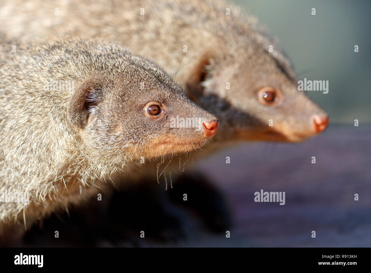 Süd afrika -Fotos und -Bildmaterial in hoher Auflösung – Alamy