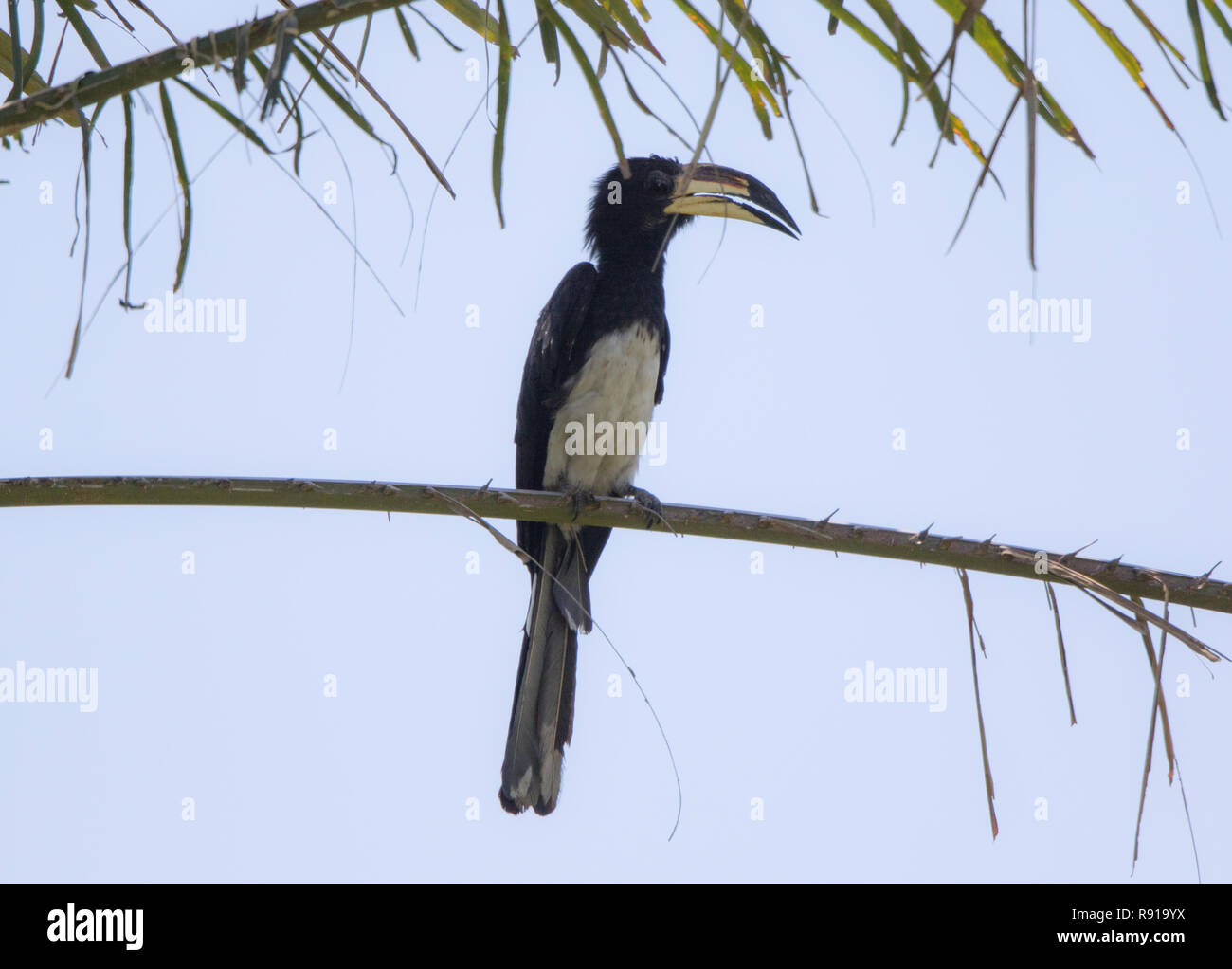 Lophoceros fasciatus -Fotos und -Bildmaterial in hoher Auflösung – Alamy