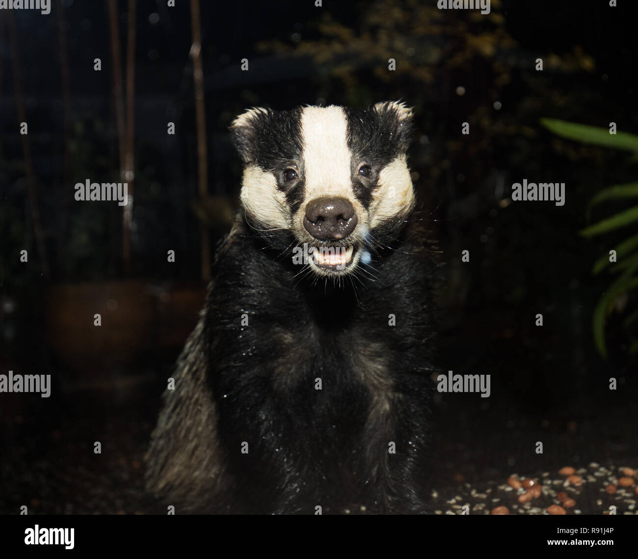 Baby badger -Fotos und -Bildmaterial in hoher Auflösung – Alamy