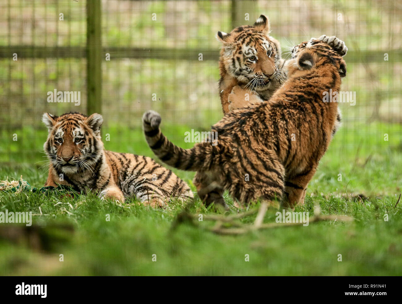 Sechs Monate alten Amur Tiger Cubs in ihrem Gehege im ZSL Whipsnade Zoo ...