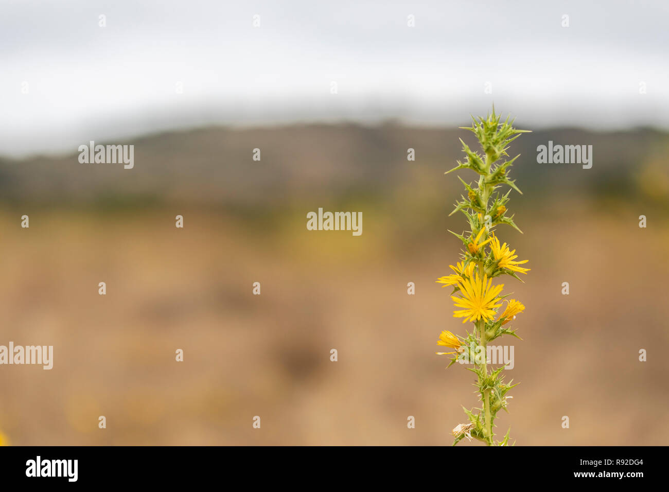 Invasive Blume Stockfotos und -bilder Kaufen - Alamy