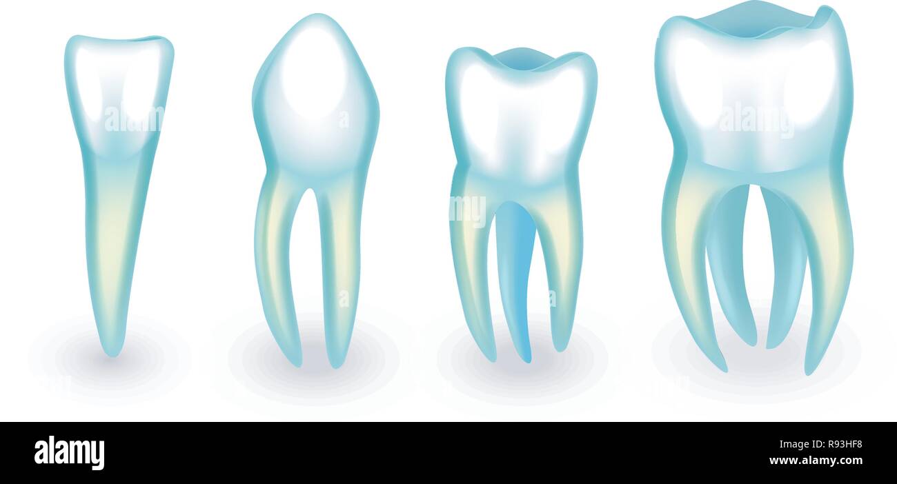 Vector Illustration von menschlichen Zähnen. schneidezahn, Eckzahn und ...